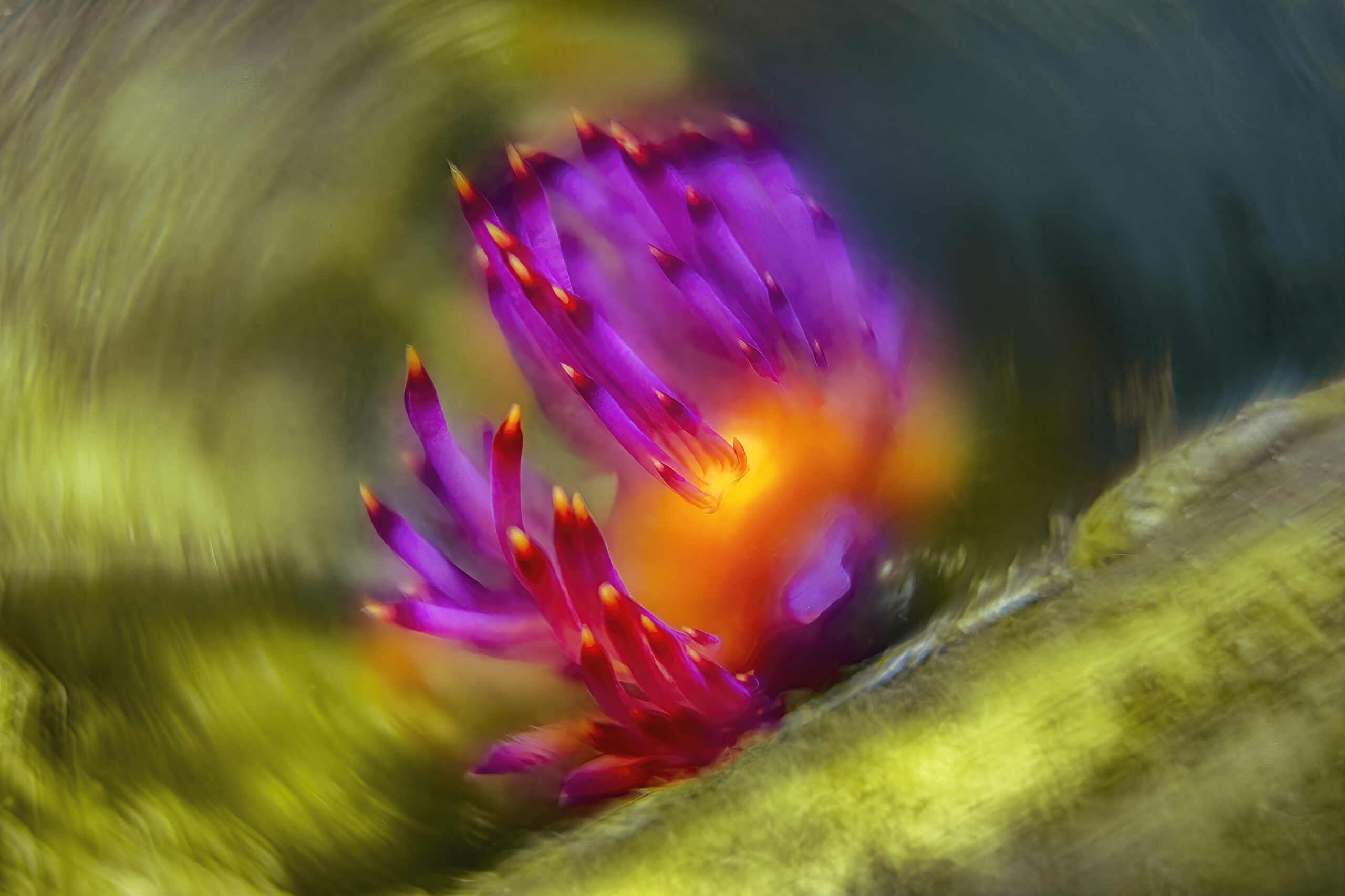 Vintage Lenses Underwater Photography